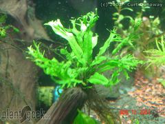 Java Fern (Microsorum pteropus) - The Free Freshwater and Saltwater ...