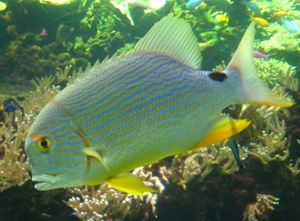 Threadfin Snapper Marine Aquarium Fish Marine Aquarium