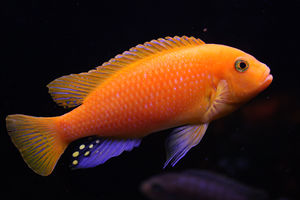 Red Zebra Mbuna (Maylandia estherae) - The Free Freshwater and ...