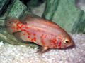 Dyed fish - The Free Freshwater and Saltwater Aquarium Encyclopedia ...